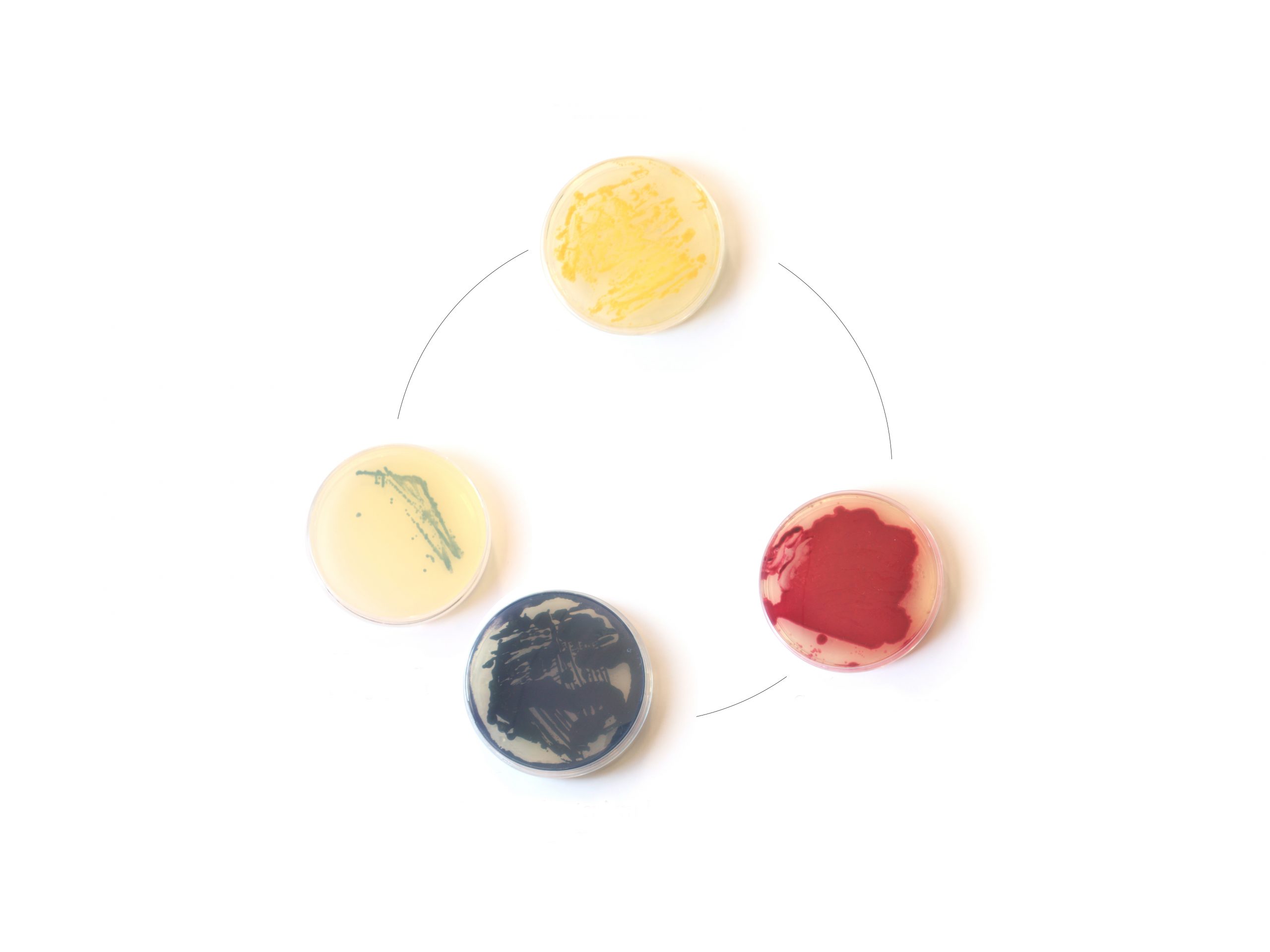 Bacterial Dye – the Pigment of the Future – Prototypes for Humanity