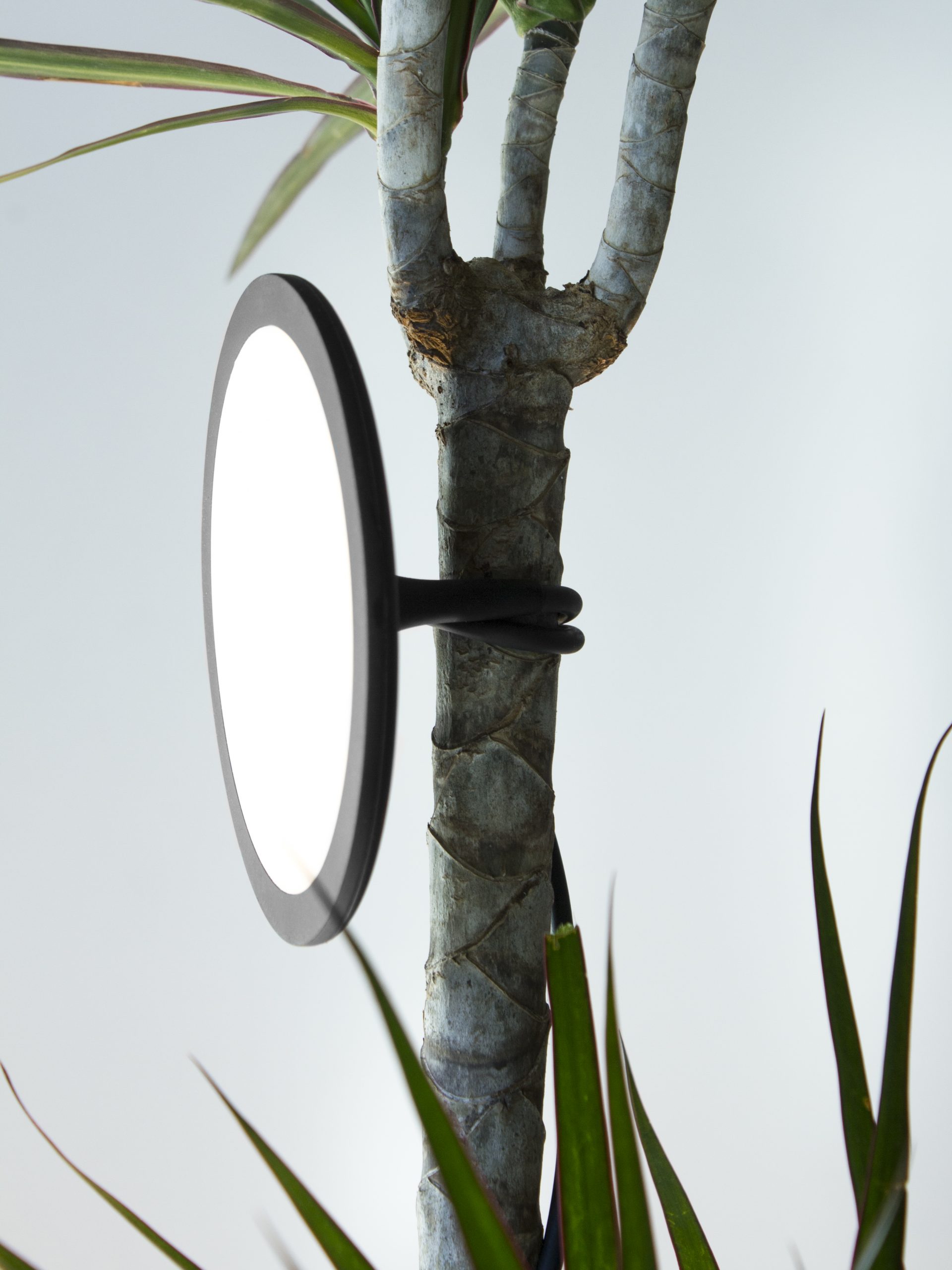 Ivy and Vitis – Prototypes for Humanity