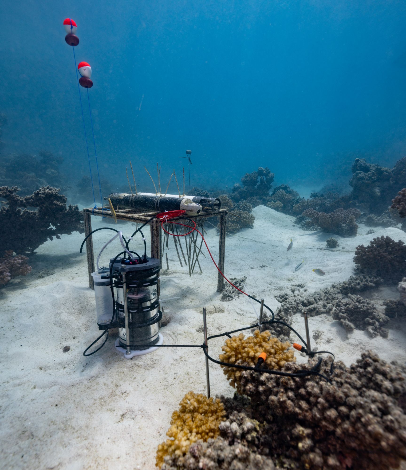 Coral Reef Revival – Prototypes for Humanity