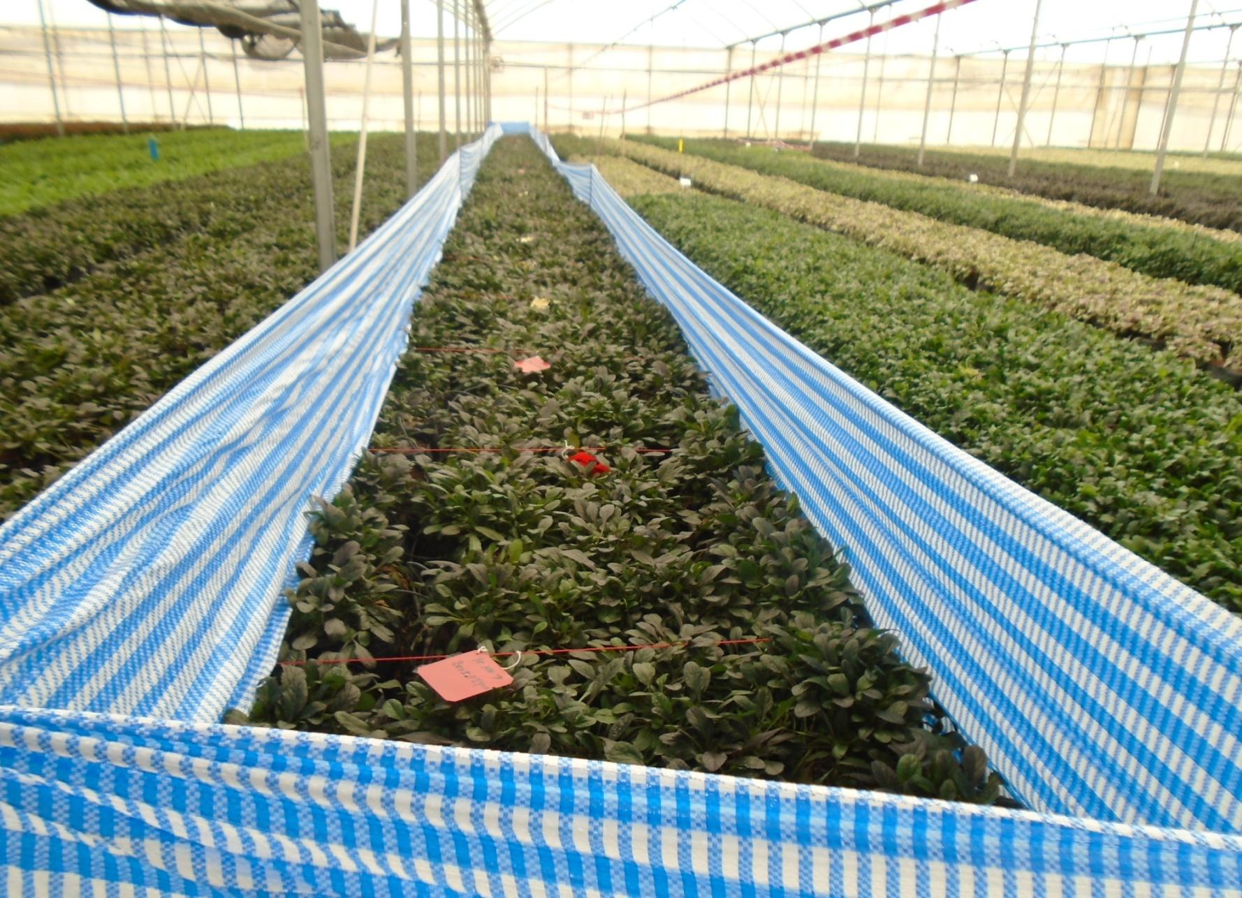 Agro-Safe – Prototypes for Humanity