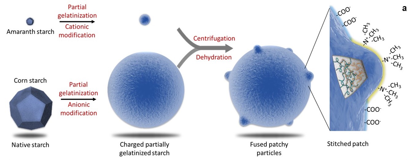Novel starch modification – Prototypes for Humanity