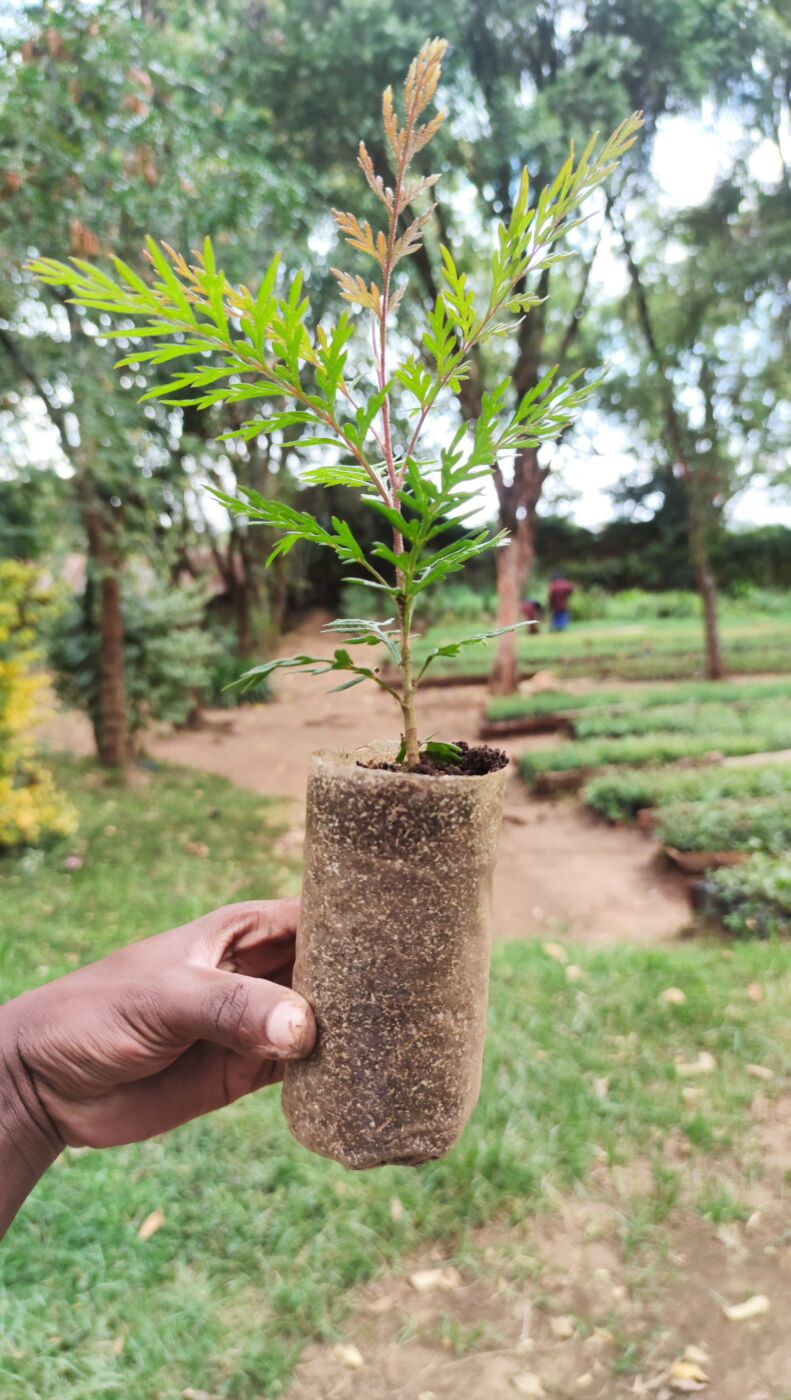 HyaPak – Prototypes for Humanity