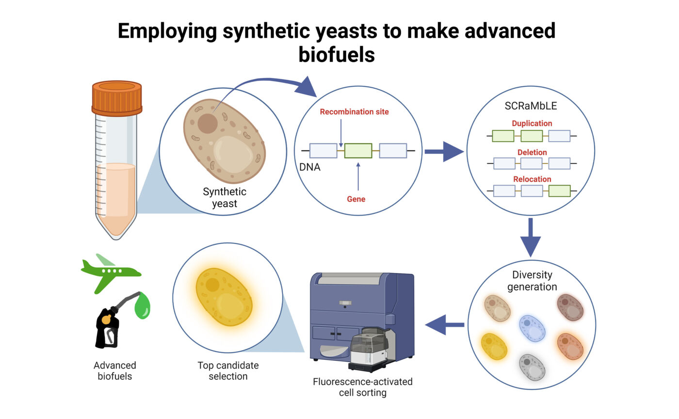 Synthetic Yeasts for Biotechnology – Prototypes for Humanity