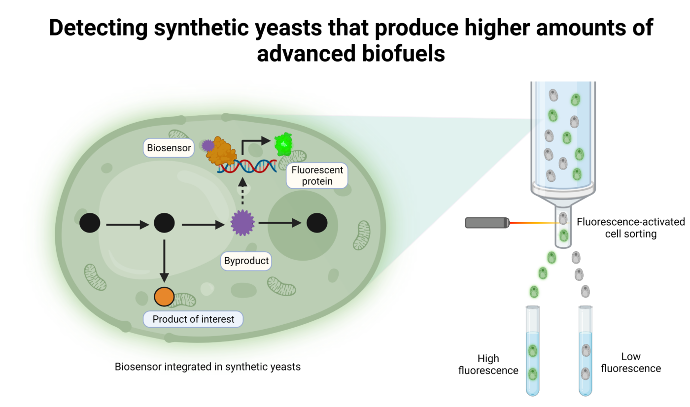 Synthetic Yeasts for Biotechnology – Prototypes for Humanity