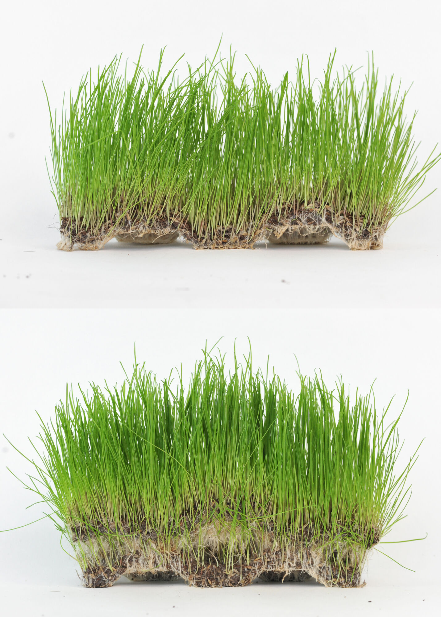 Root Link – Prototypes for Humanity