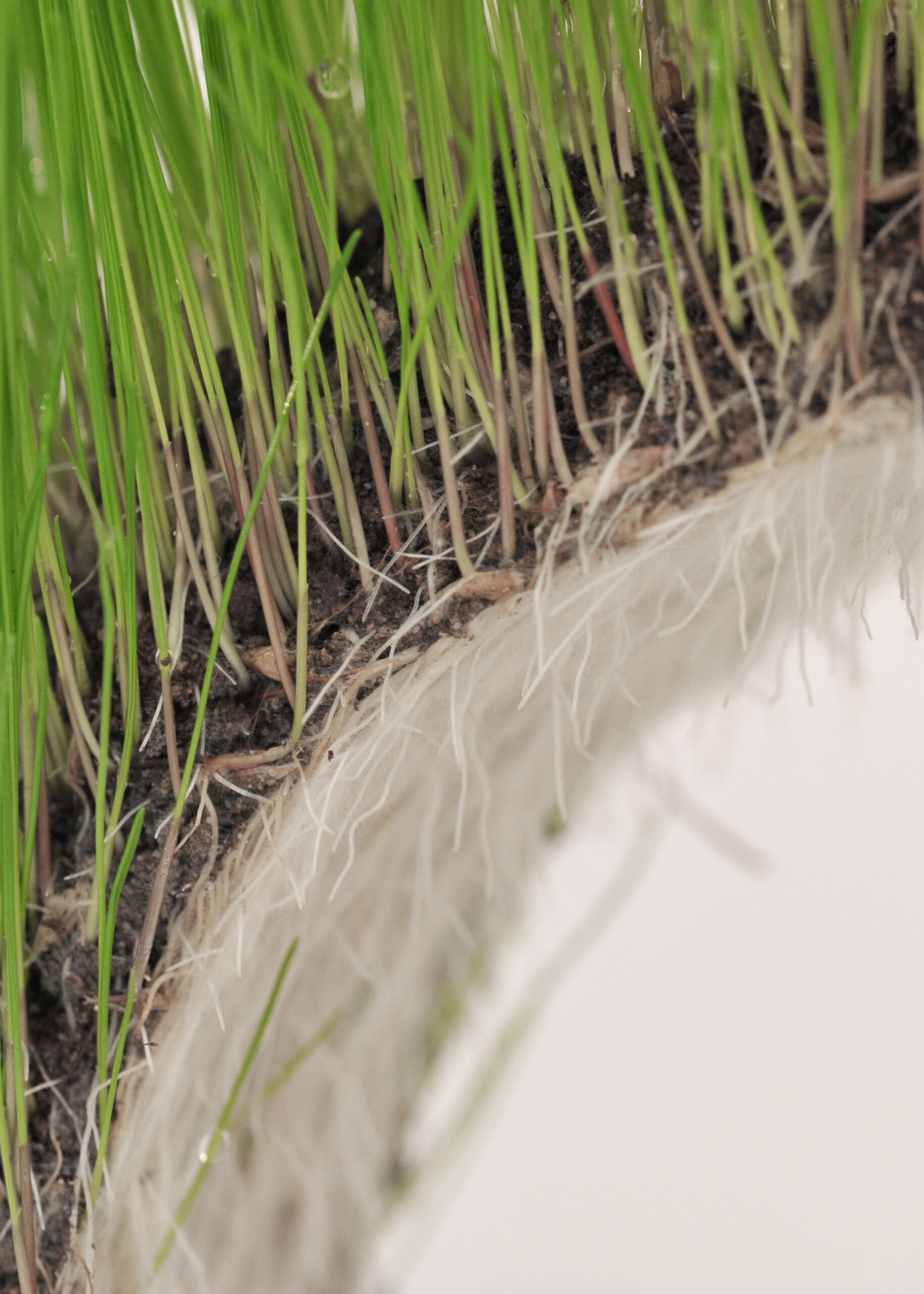 Root Link – Prototypes for Humanity