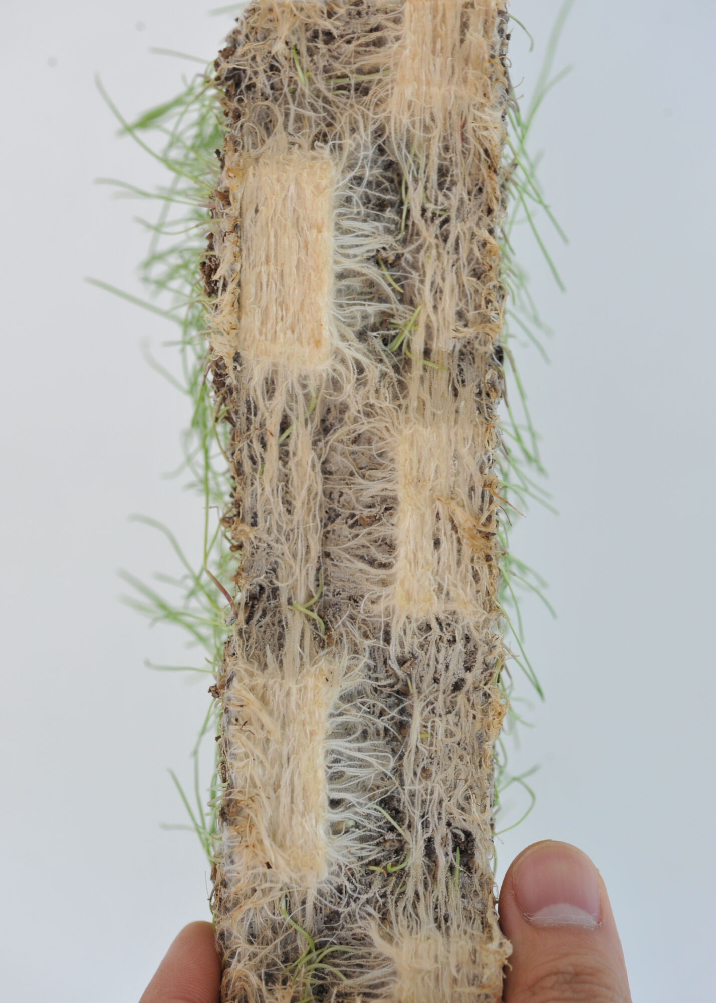 Root Link – Prototypes for Humanity