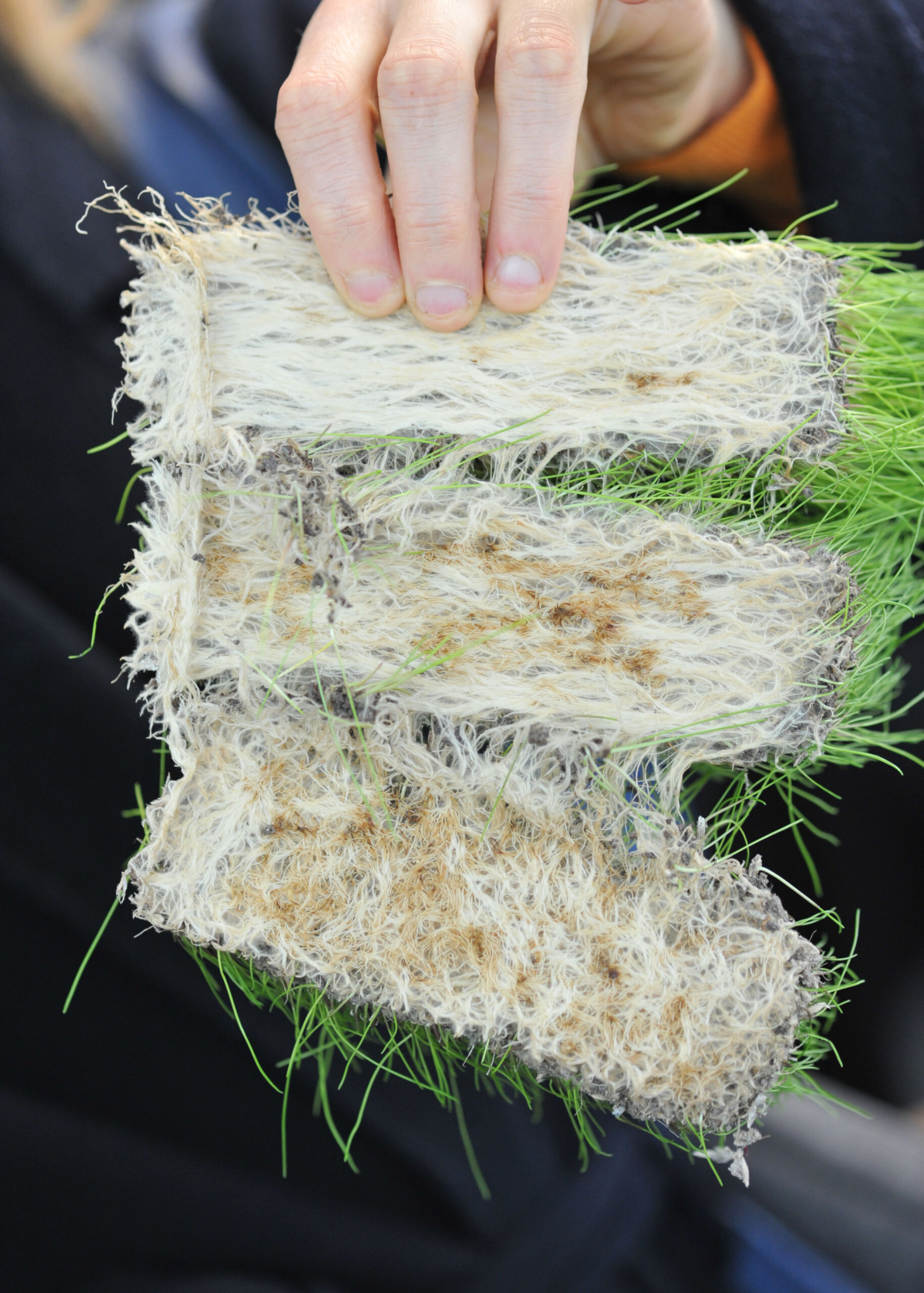 Root Link – Prototypes for Humanity