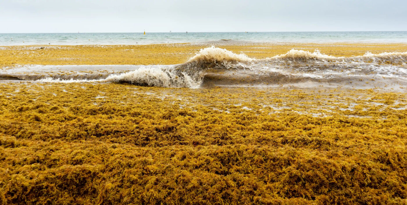 SEAWEED FOAM – Prototypes for Humanity