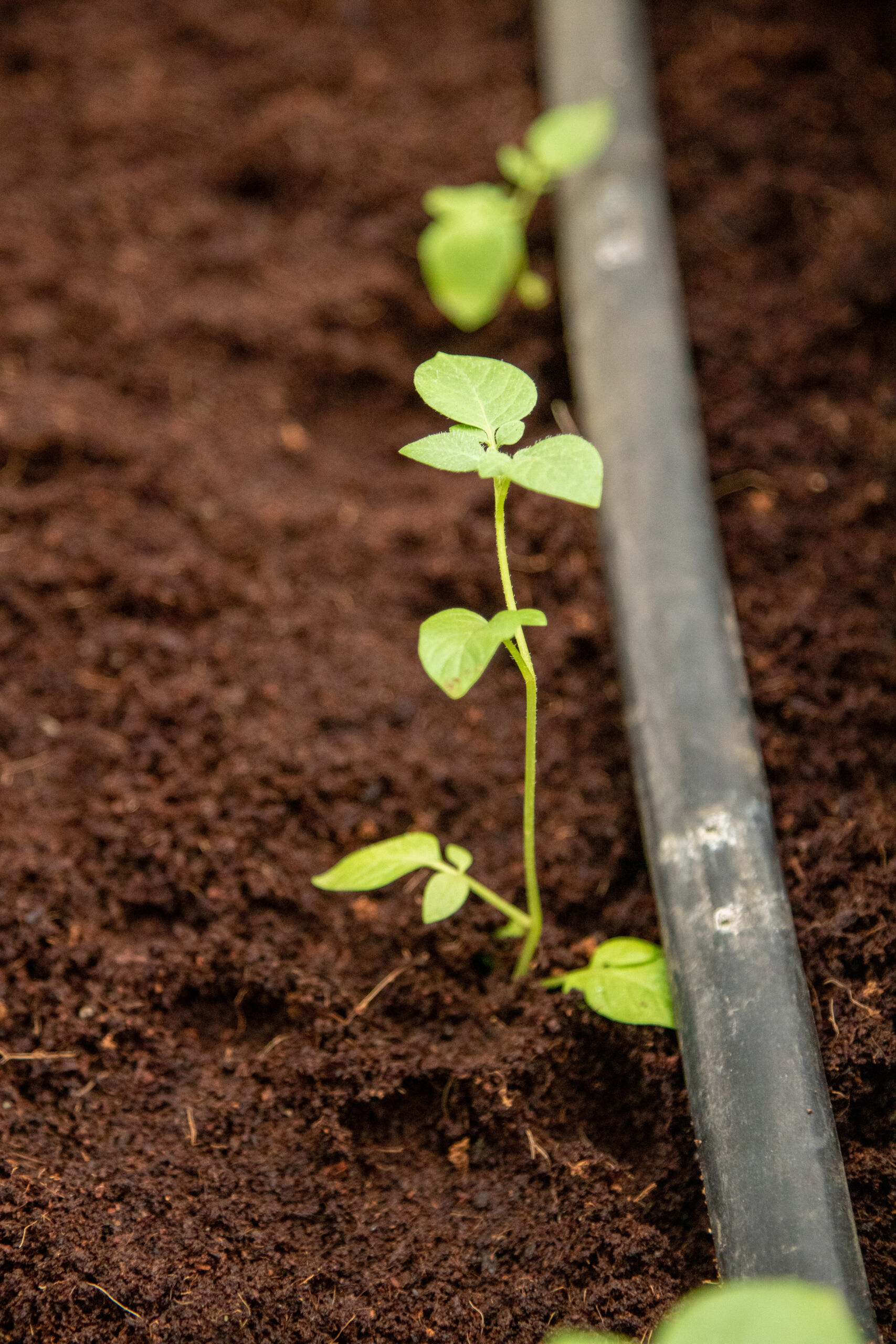 Nakuru Tubers - Prototypes for Humanity