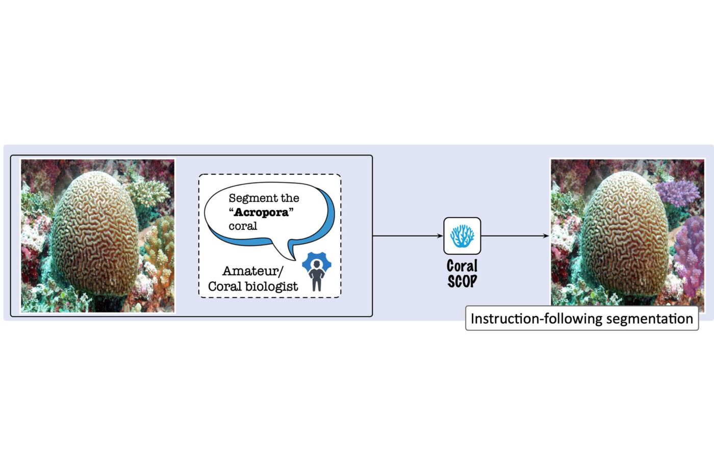 Coral Reef Segmentation – Prototypes for Humanity