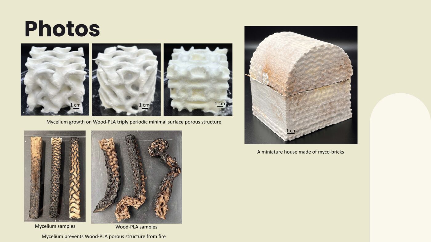 Myco-bricks: Sustainable Urban Development – Prototypes for Humanity